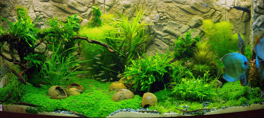 Održavanje akvarijskog bilja