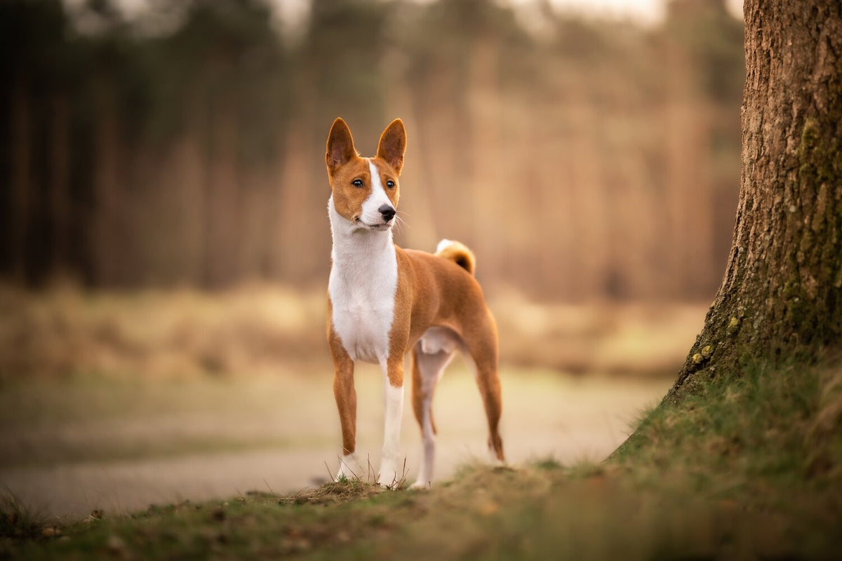 Basenji: karakteristike psa koji ne laje, nego jodla