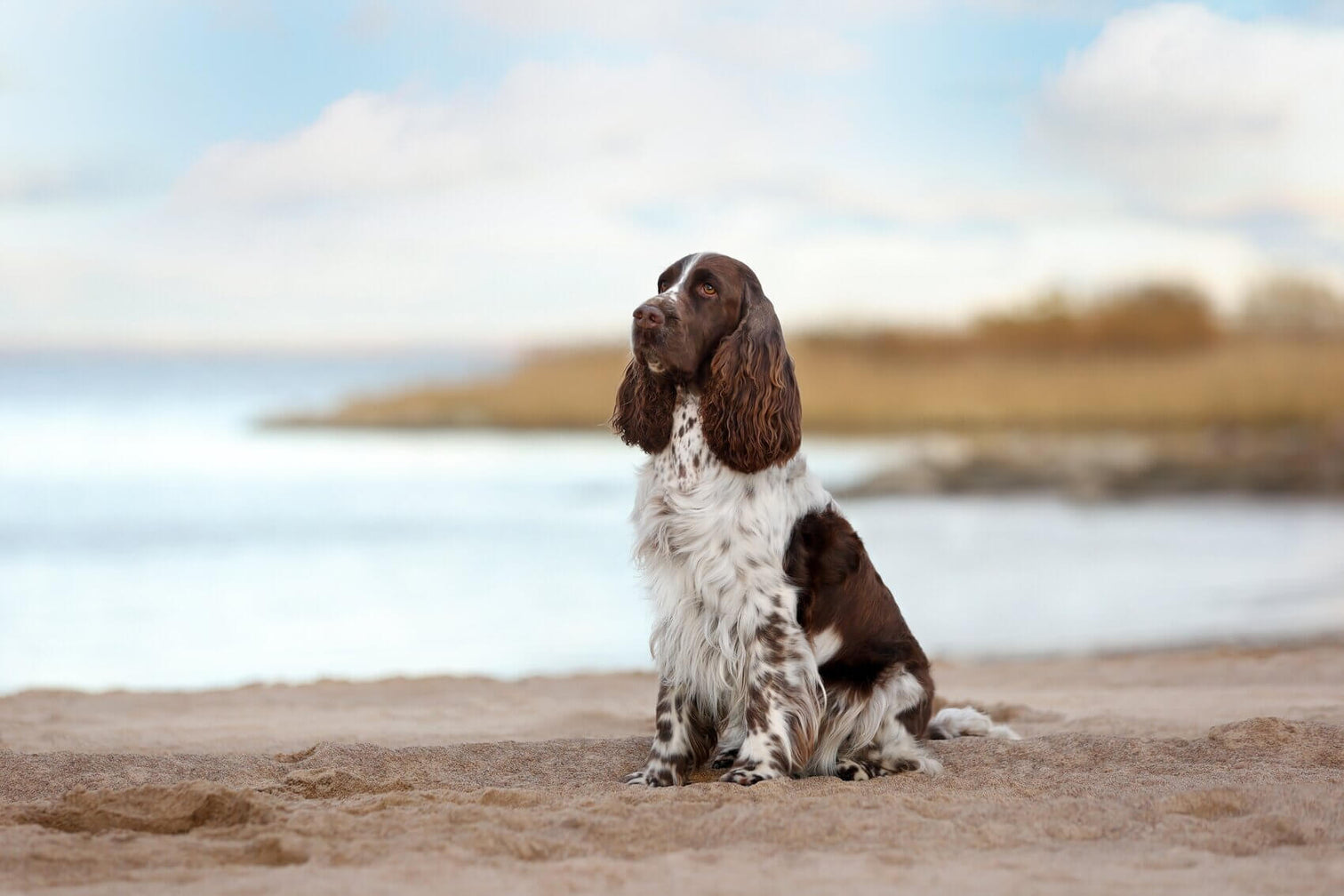 Pasmine pasa: otkrijte karakteristike raznih vrsta pasa