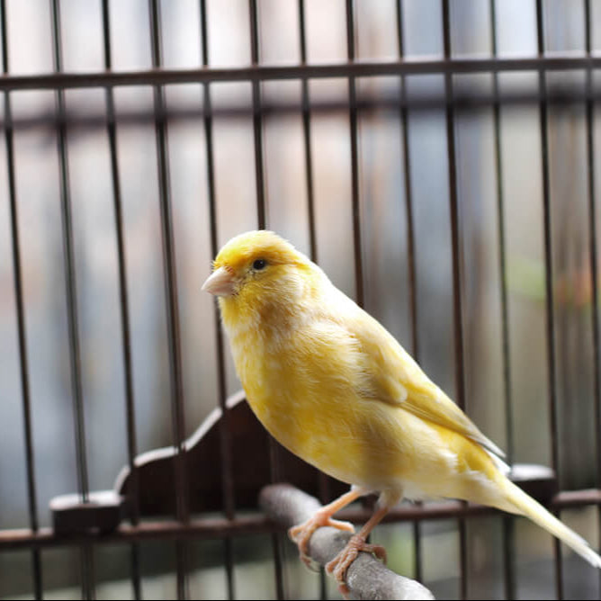 Kanarinac: sve o brizi i zdravlju