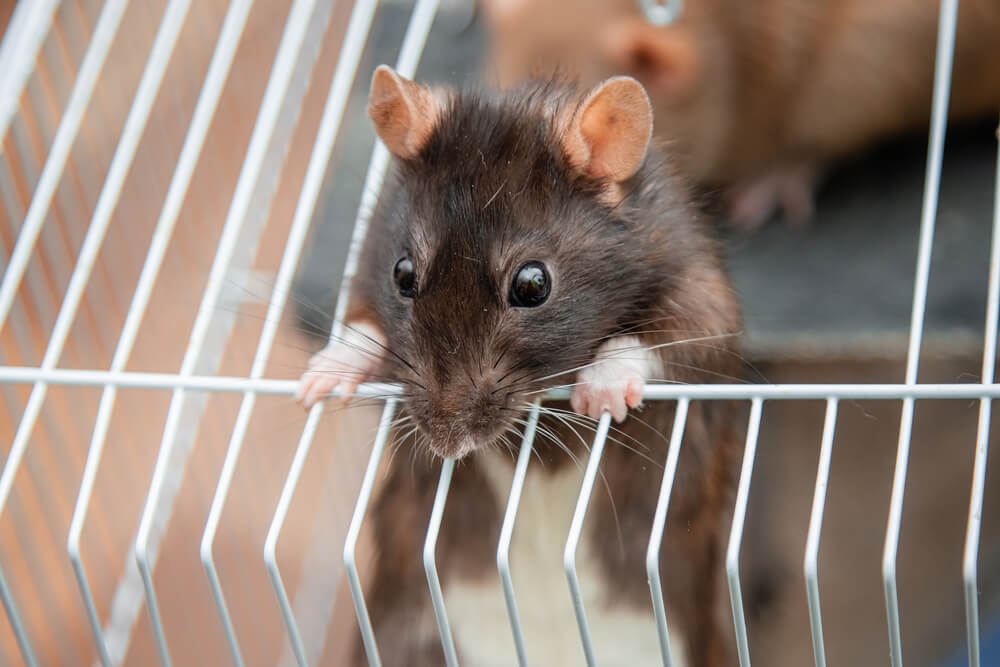 Štakor kao ljubimac i vodič za brigu