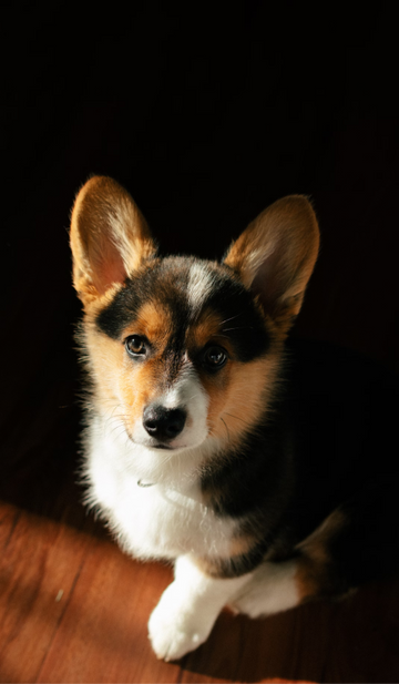 Basenji: karakteristike psa koji ne laje, nego jodla