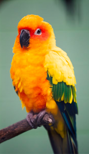 Pudlica: vrste i karakteristike pasmine