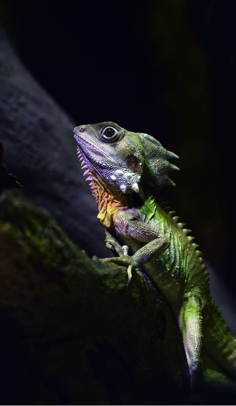 Pet centar: online pet shop sa svime za kućne ljubimce