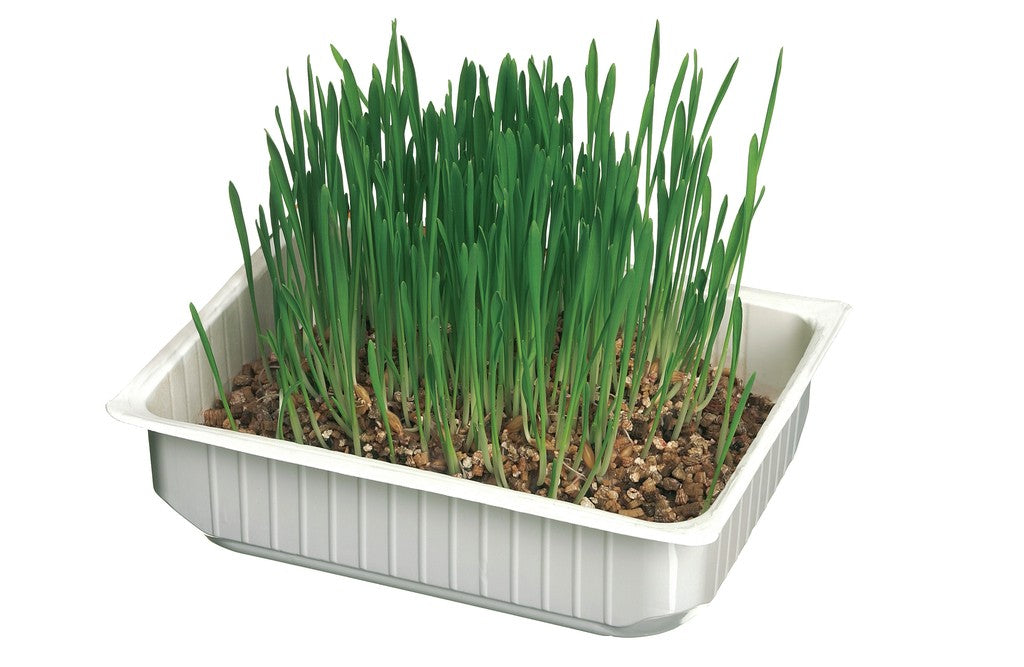 CAMON Trava za mačke, ječam u zrnu – Pet-centar.hr