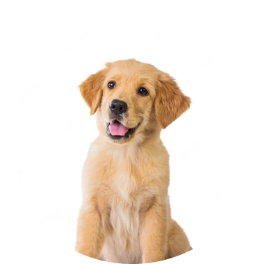 Pet Centar web Shop - To je velika ljubav! – Pet-centar.hr