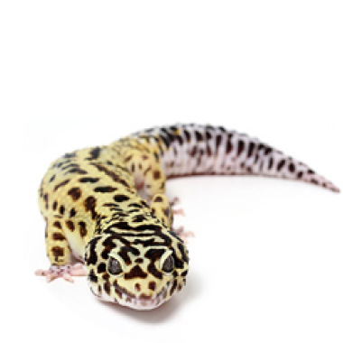 Pet Centar web Shop - To je velika ljubav! – Pet-centar.hr