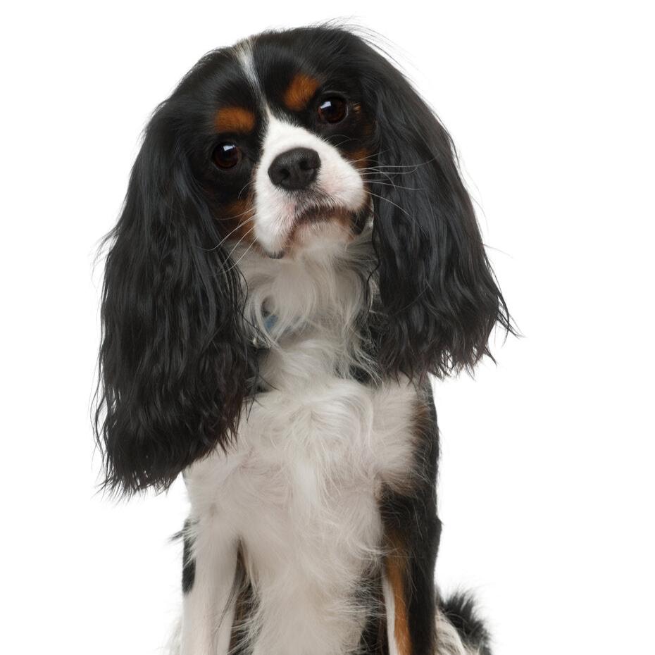 Cavalier King Charles španijel: karakteristike pasmine