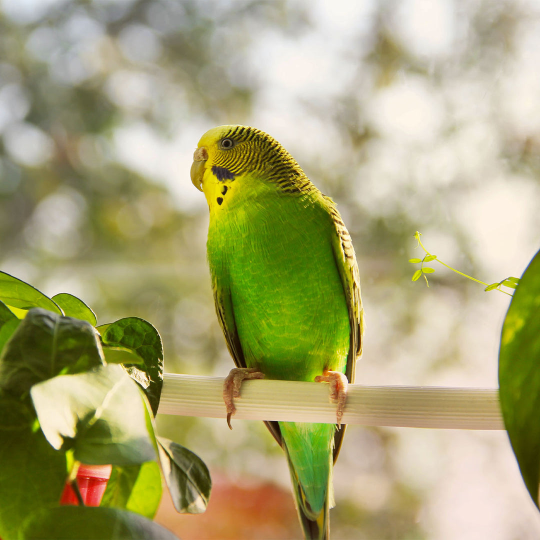 Papiga tigrica: sve o brizi i zdravlju