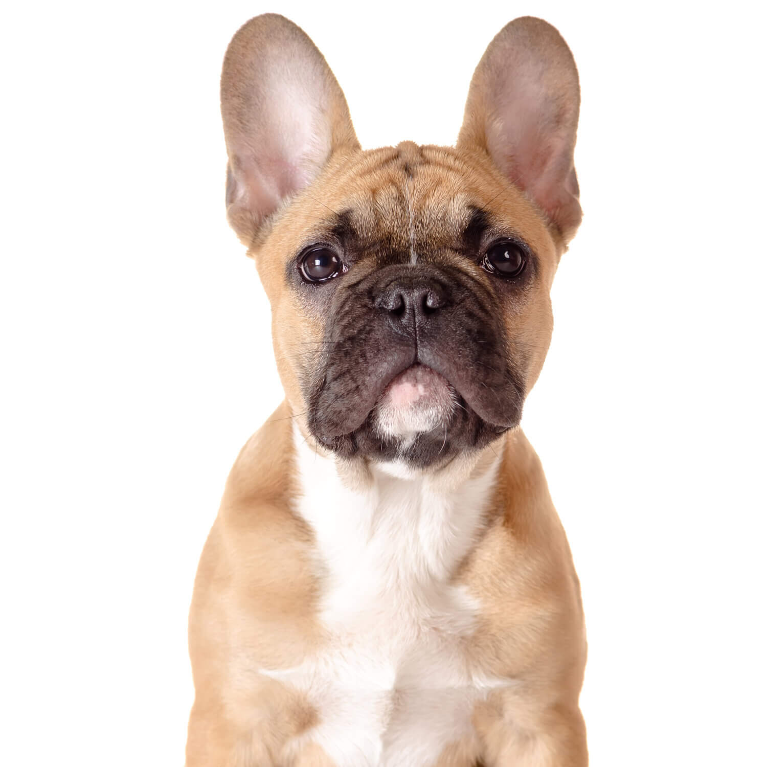 Francuski buldog: karakteristike i osobine