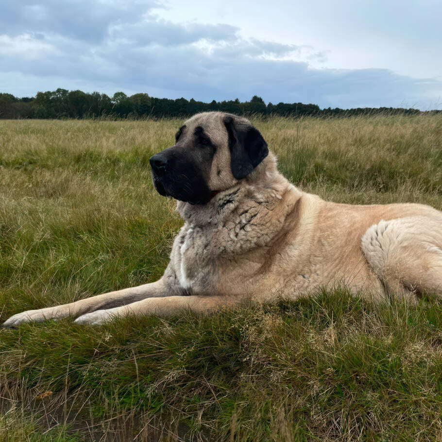 Kangal (kangalski pas): karakteristike pasmine