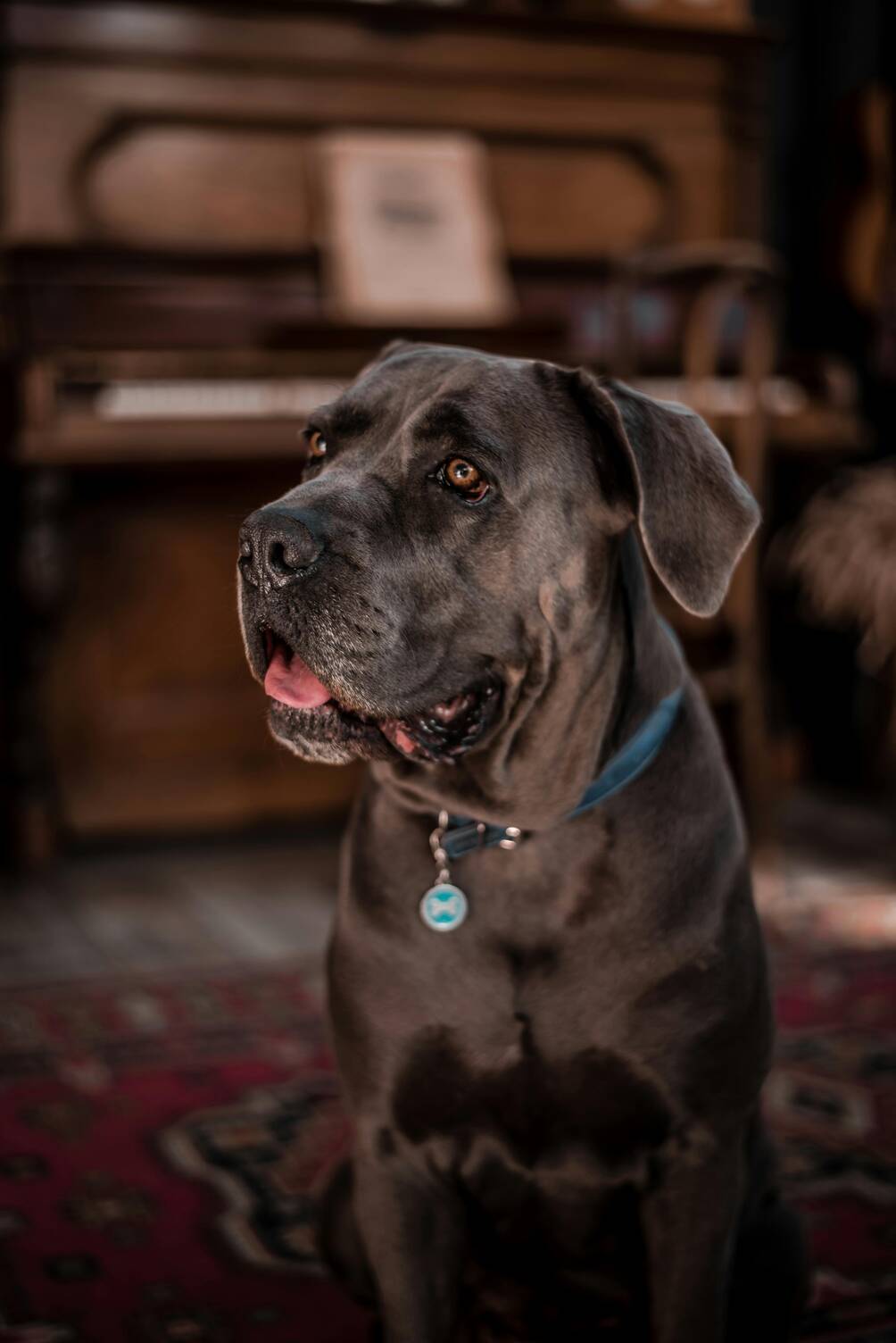 Cane corso: glavne karakteristike pasmine