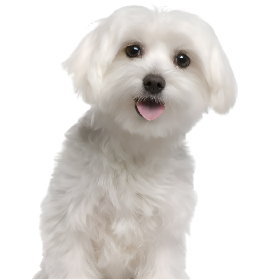 Maltezer: glavne karakteristike pasmine