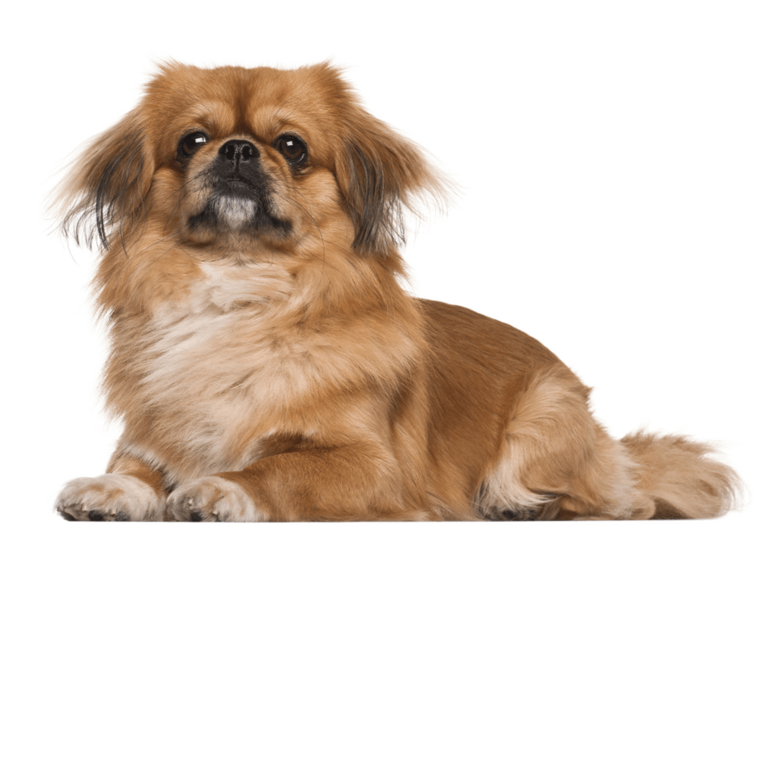 Pekinezer: glavne karakteristike pasmine