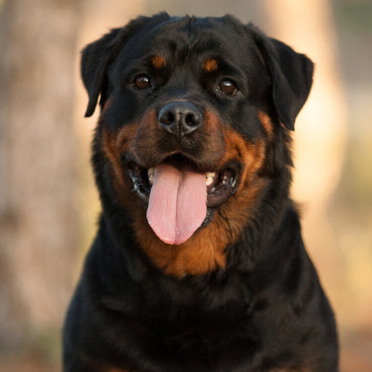 Rottweiler (rotvajler): karakteristike pasmine