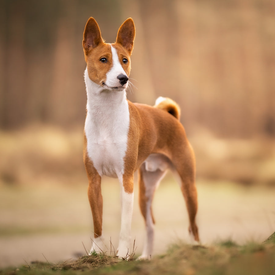 Basenji: karakteristike psa koji ne laje, nego jodla